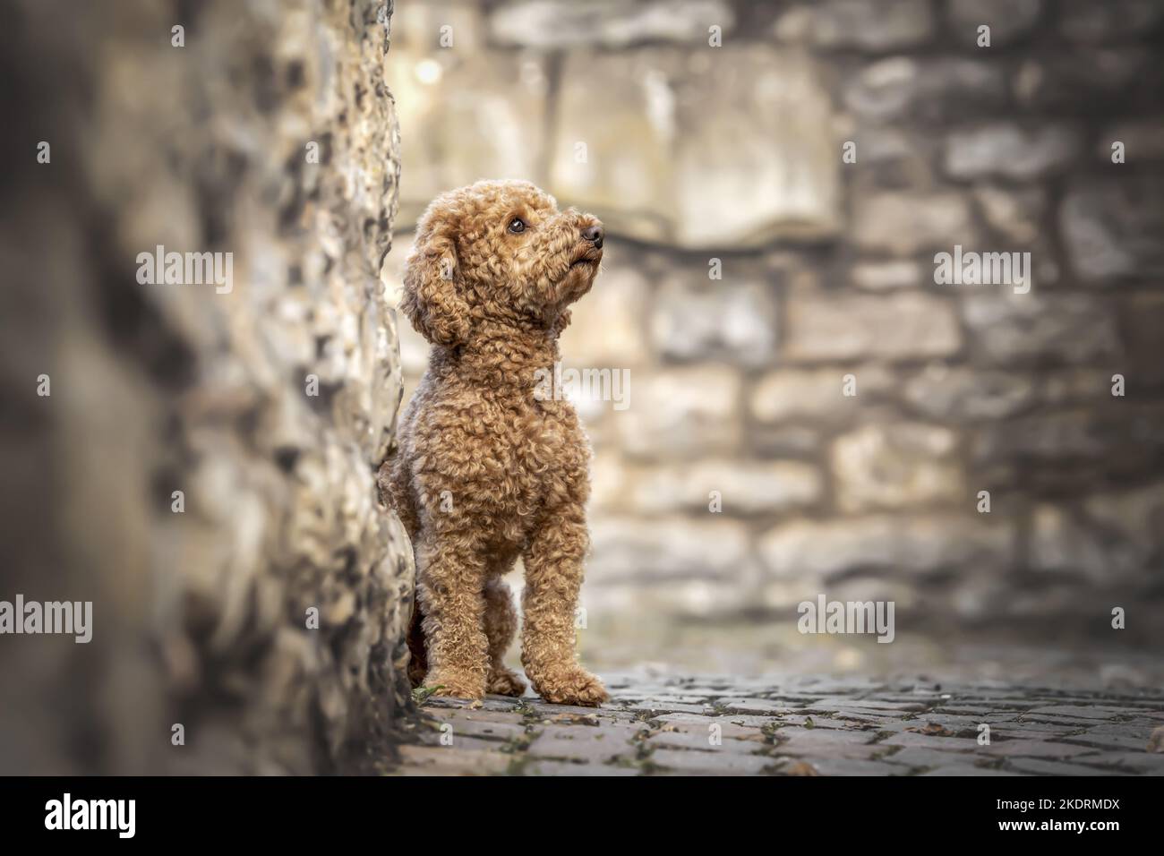 sitting toy poodle Stock Photo - Alamy
