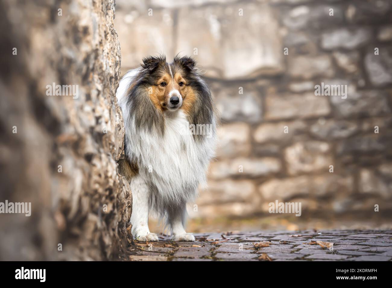 Two shelties shetland sheepdogs standing hi-res stock photography and ...