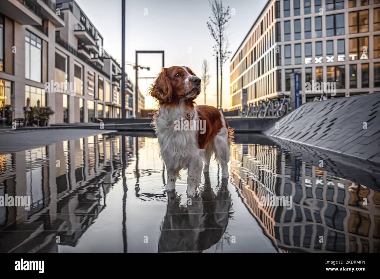 Welsh Springer Spaniel Stock Photo - Alamy