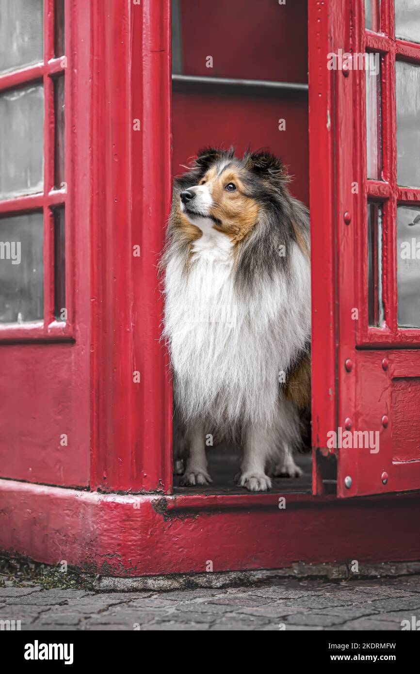 Herding call hi-res stock photography and images - Alamy