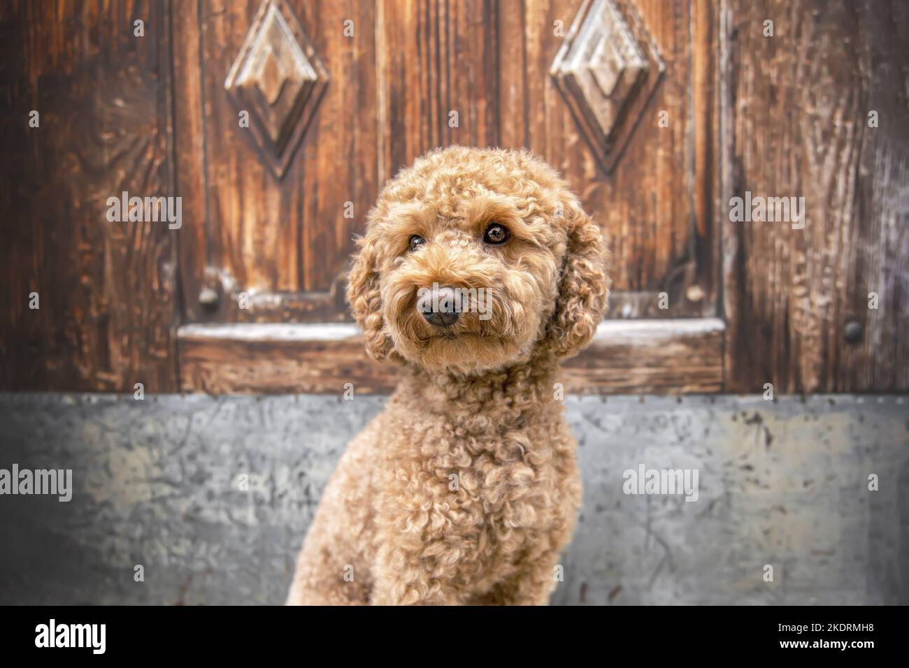 toy poodle portrait Stock Photo - Alamy