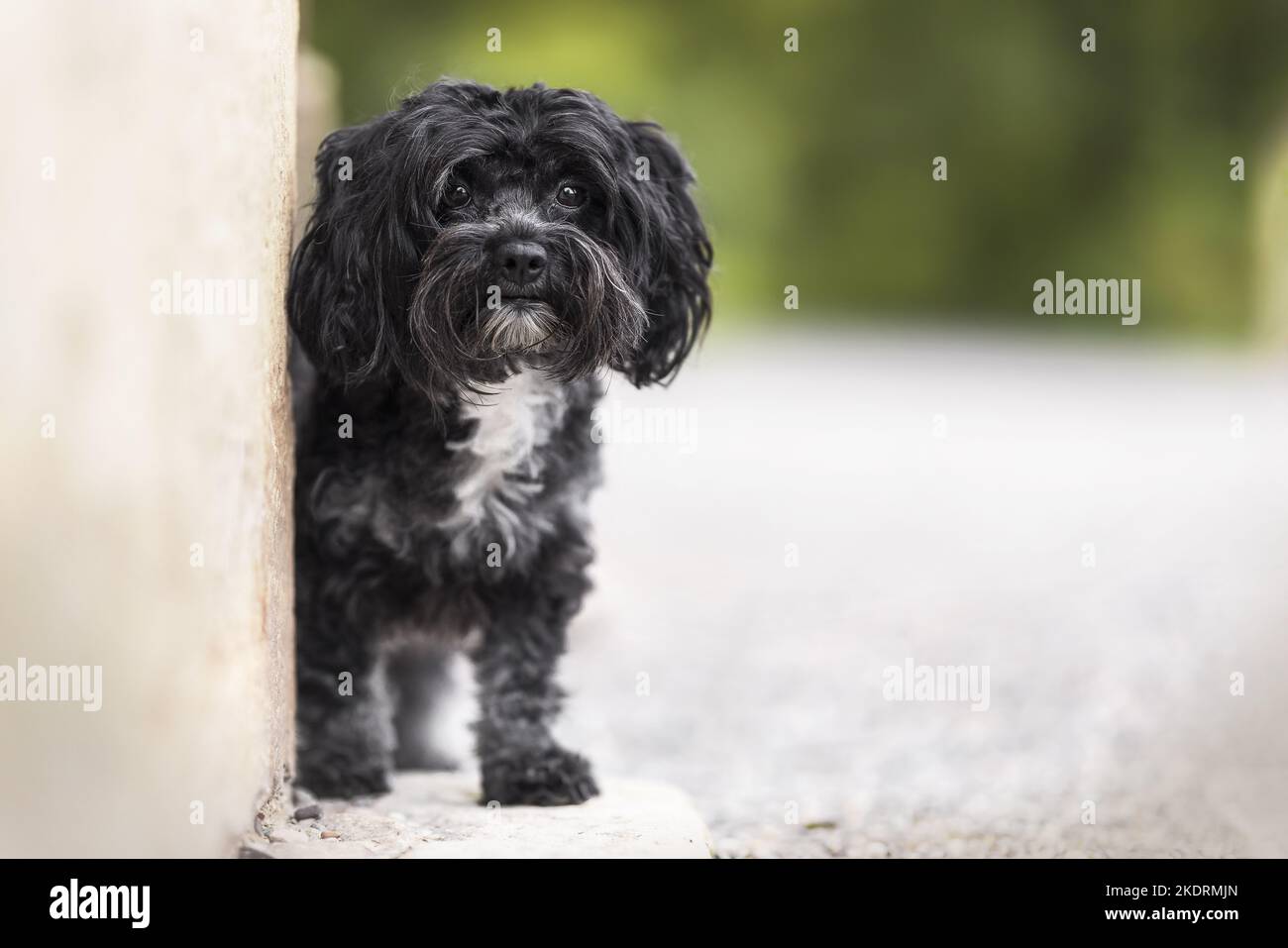 Two colored bolonka hi-res stock photography and images - Alamy