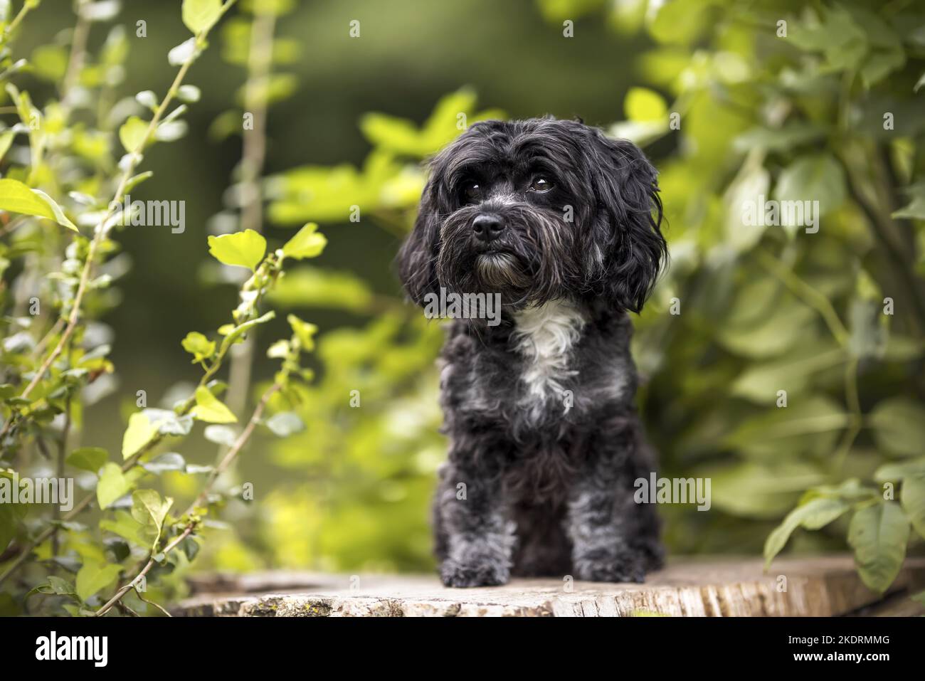 Two colored bolonka hi-res stock photography and images - Alamy