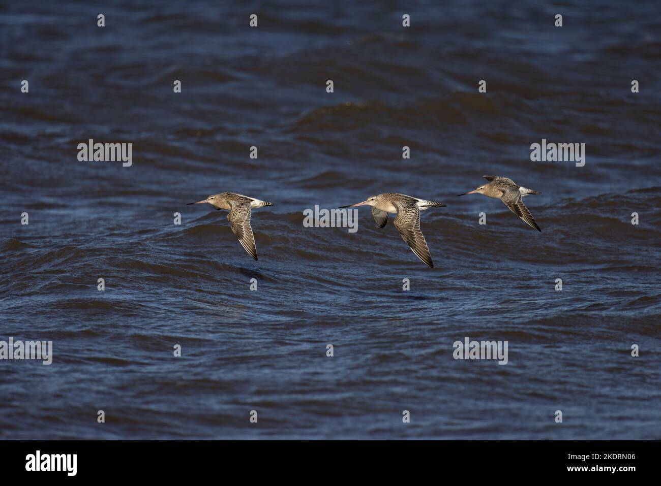 Bar-tailed Godwit (Limosa lapponica) flock flying Norfolk UK GB October ...