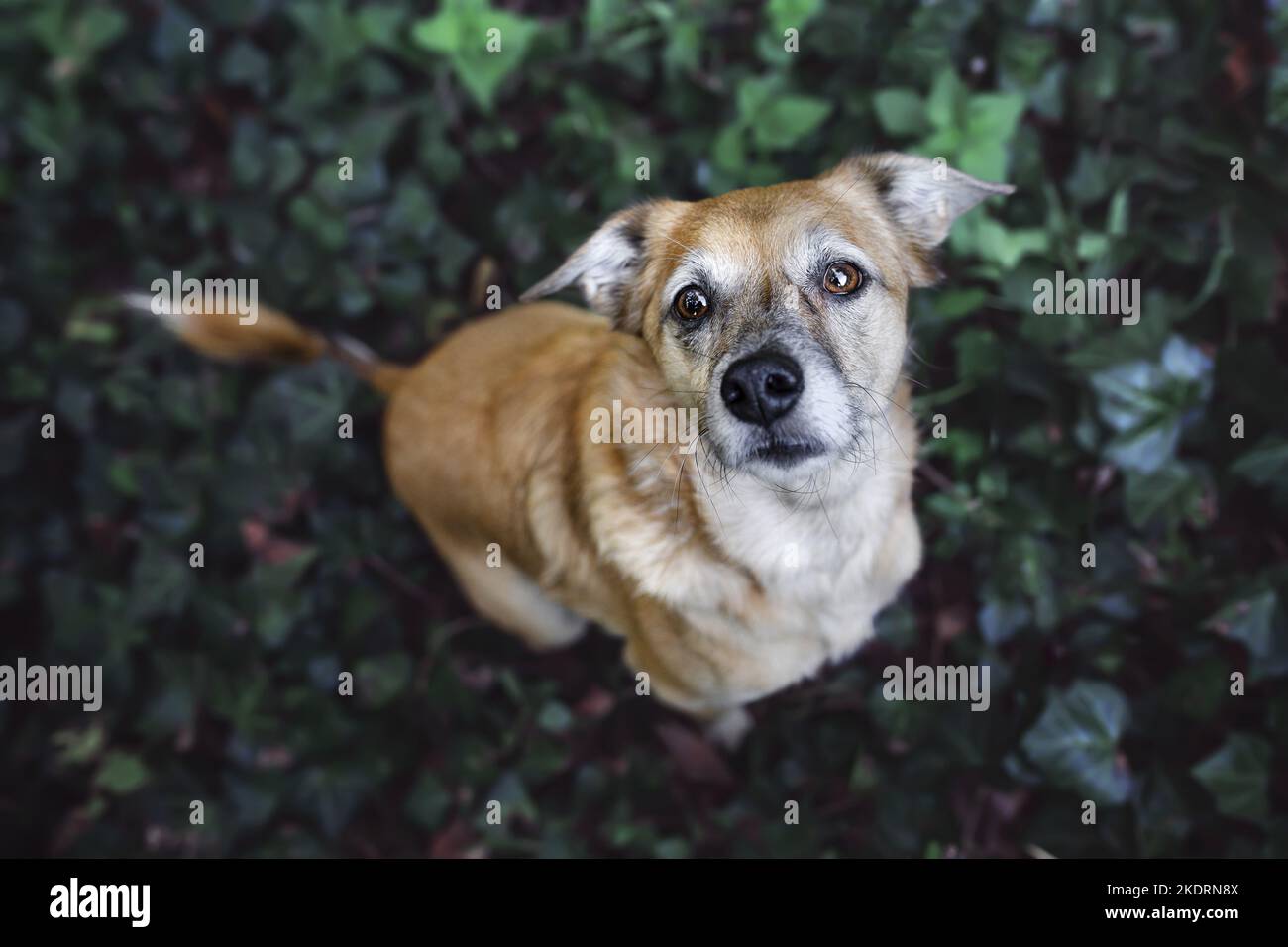 Mongrel dog looks camera hi-res stock photography and images - Alamy