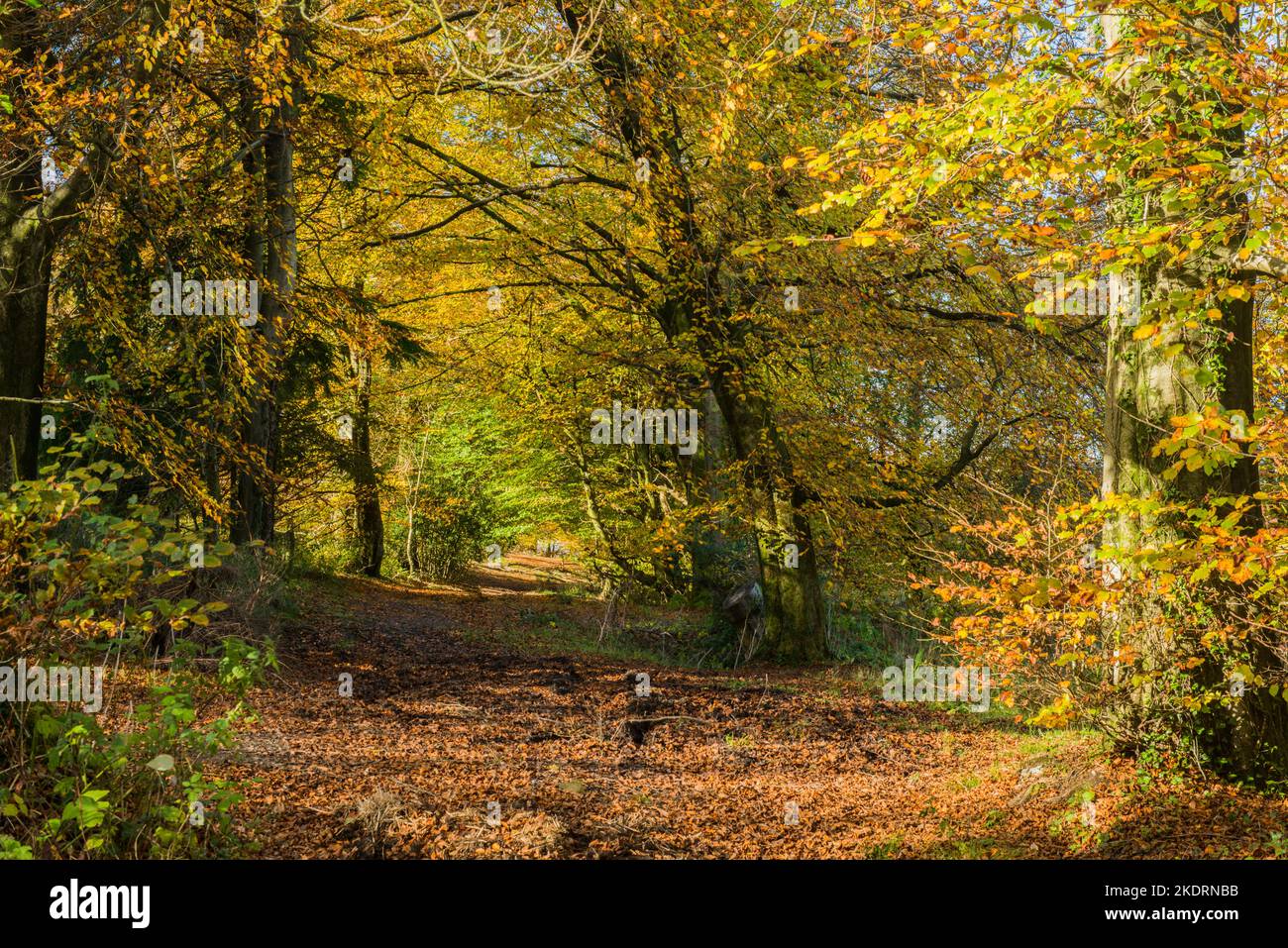 High beech trees leaves hi-res stock photography and images - Alamy