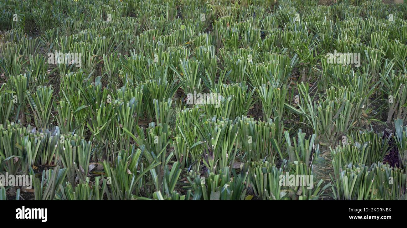 Cut, trimmed plants. San Jose, Costa Rica Stock Photo - Alamy