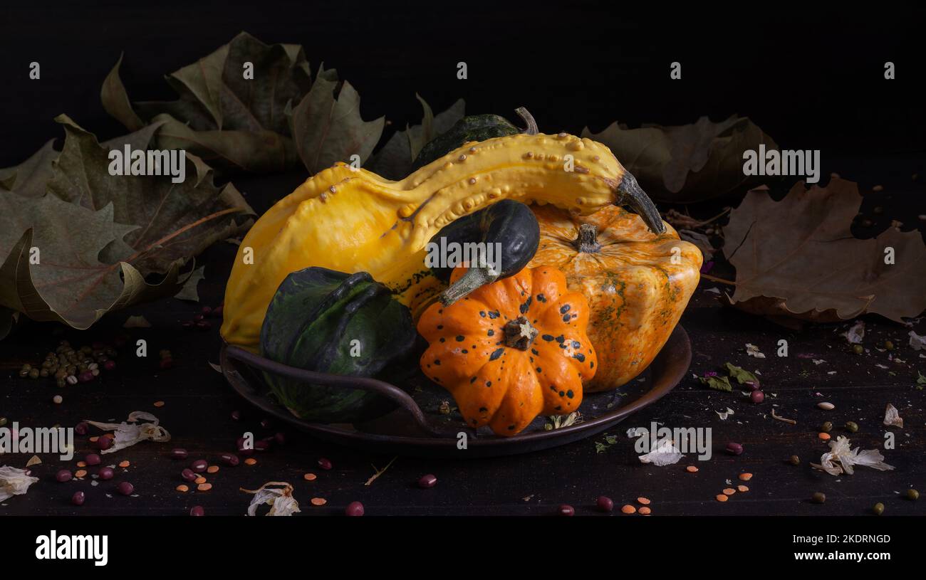 various types of ornamental pumpkins on dark background Stock Photo - Alamy