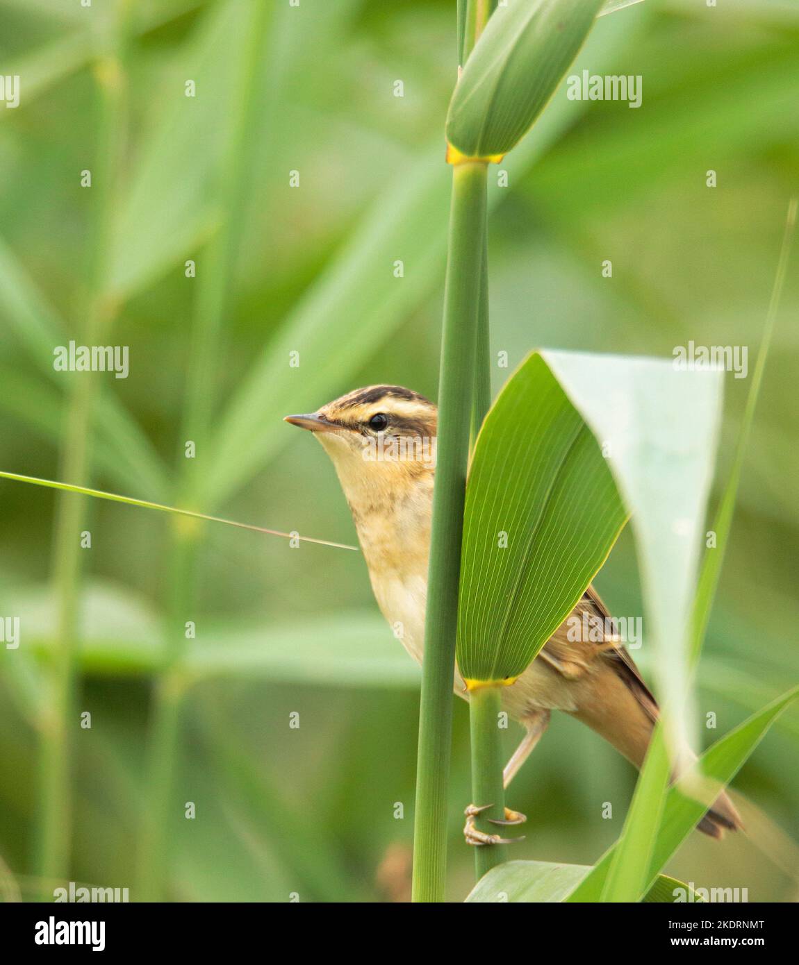 Birds catching insects hi-res stock photography and images - Alamy