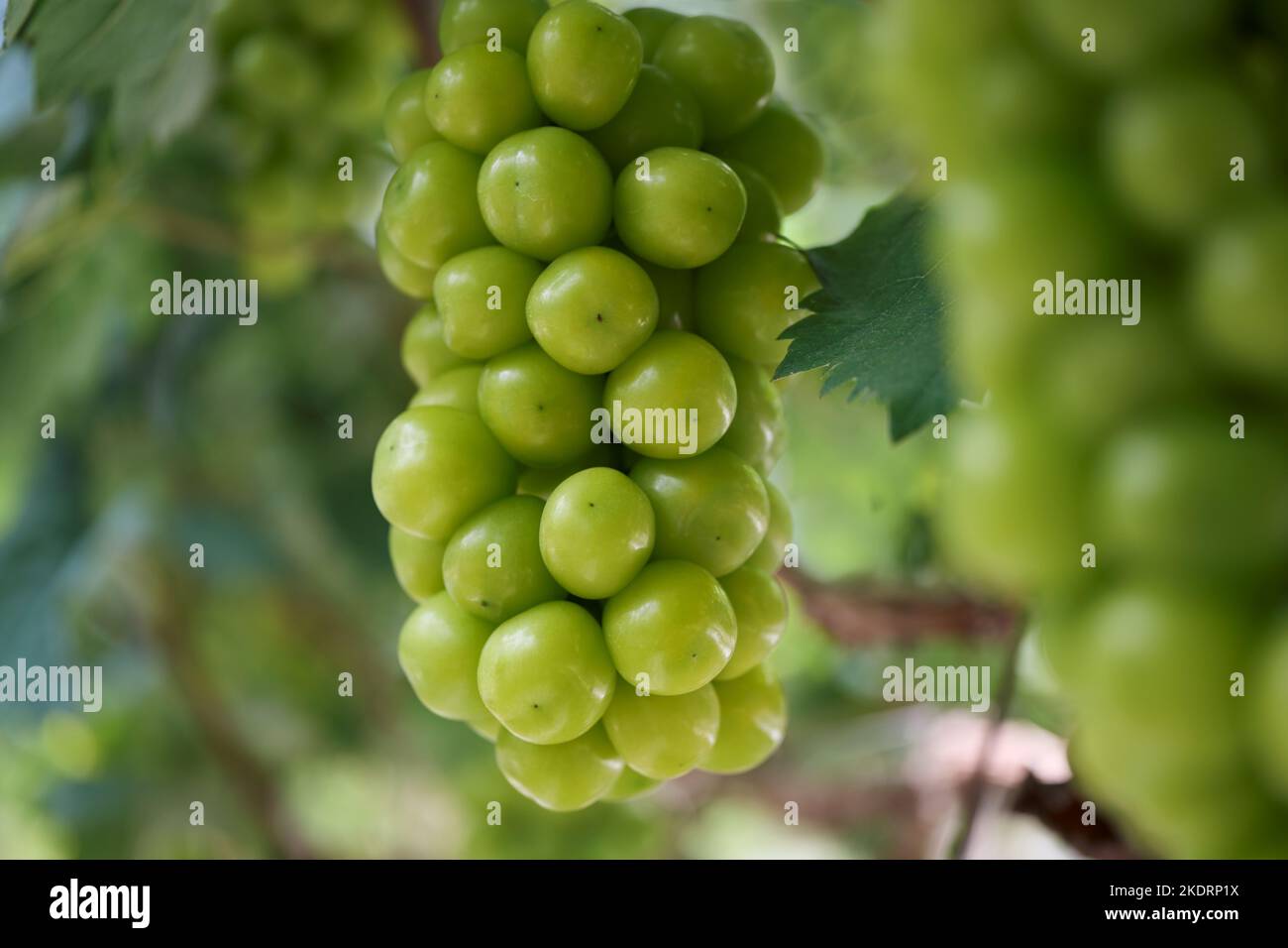 The Shine Muscat Stock Photo - Alamy