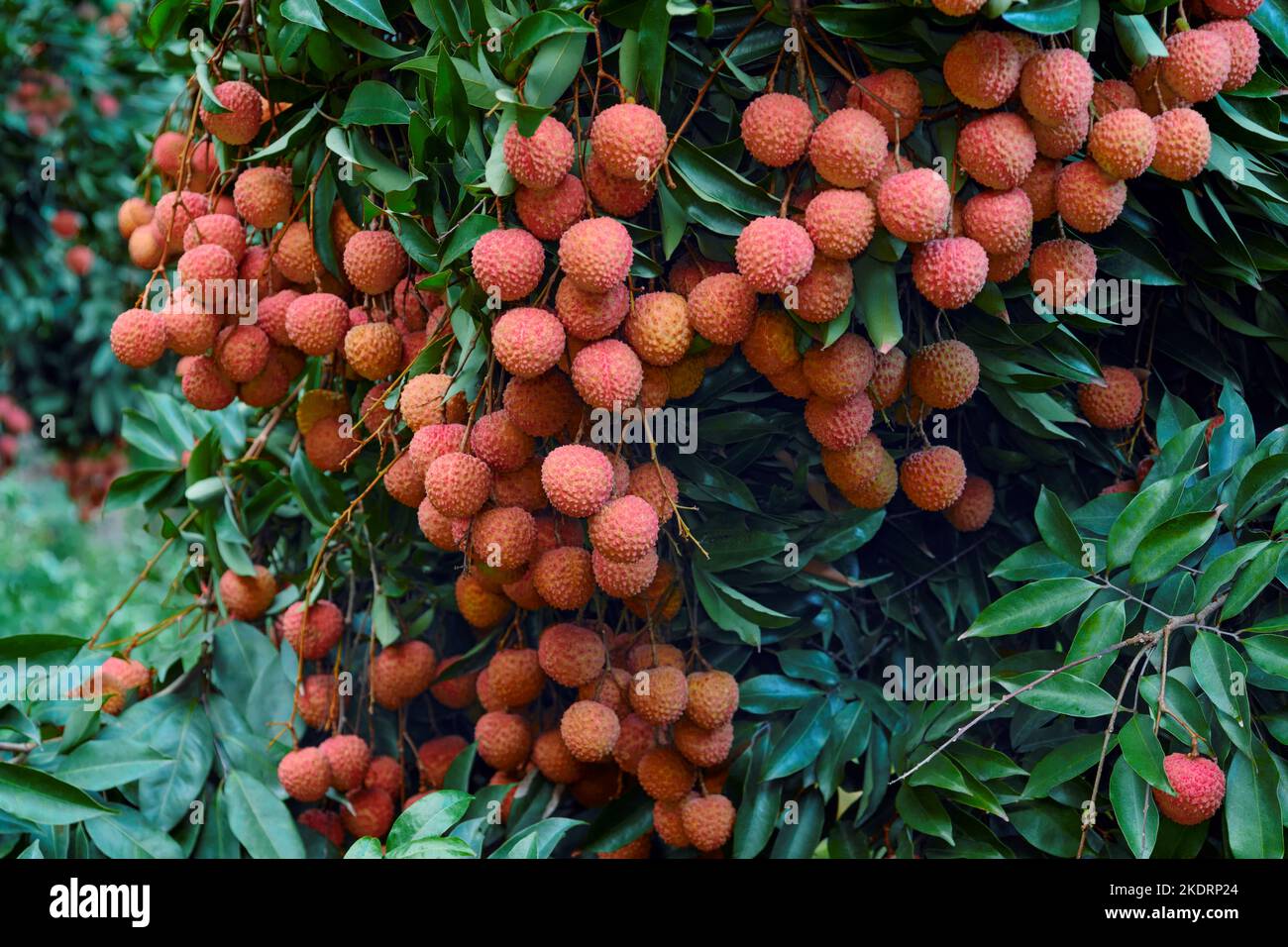 Litchi fruits of cassia taste Stock Photo - Alamy