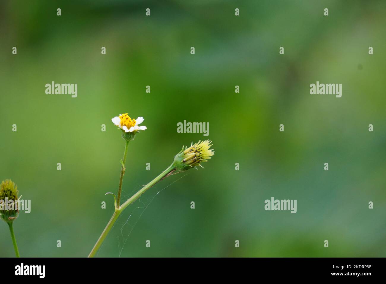Bidens alba flower. Bidens is considered by some as a broad spectrum ...
