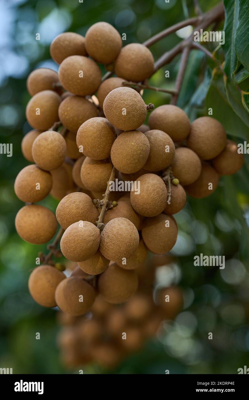 Longan trees hi-res stock photography and images - Alamy