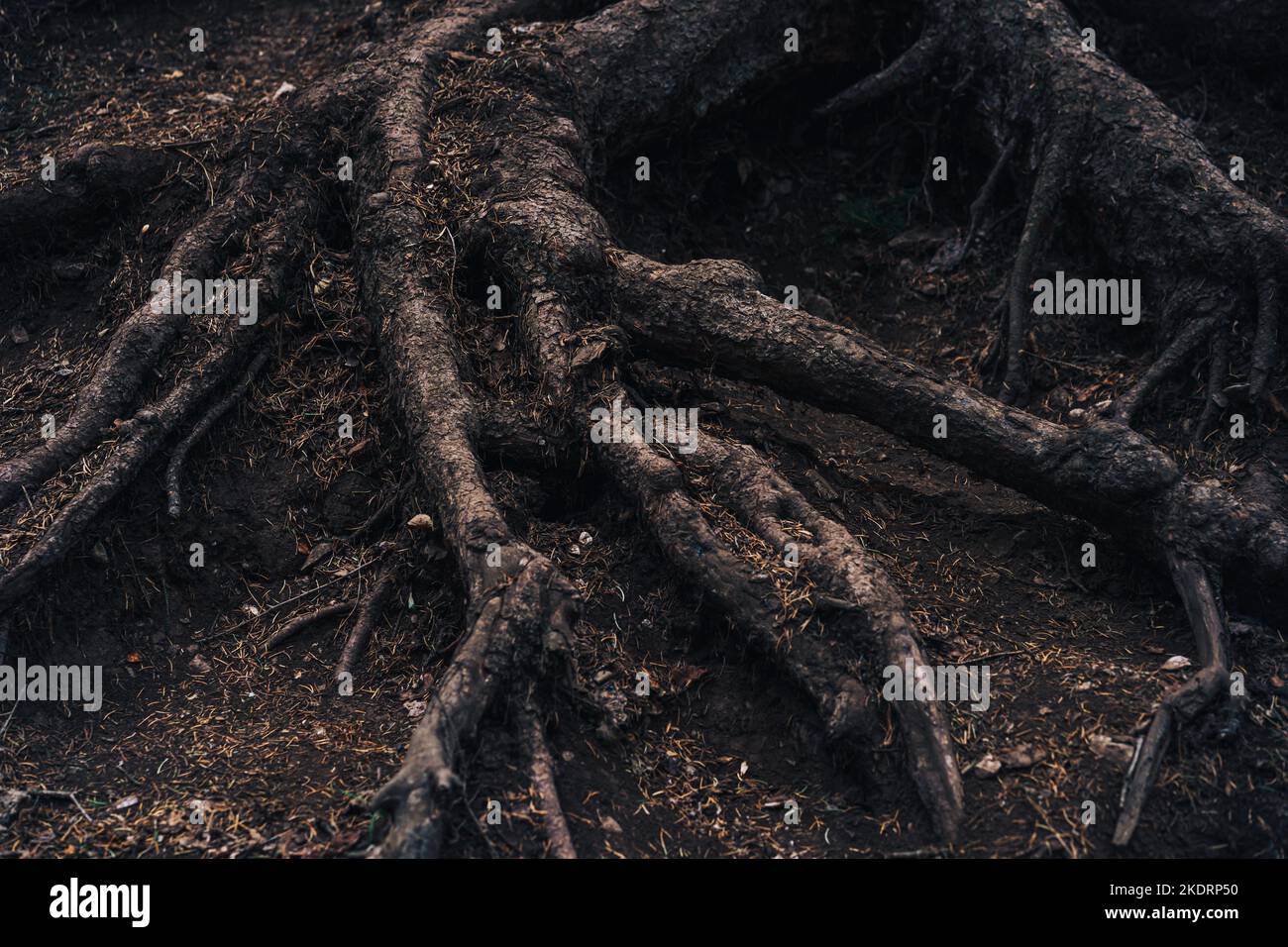 Creepy tree roots sticking out of the ground covered in mud Stock Photo ...