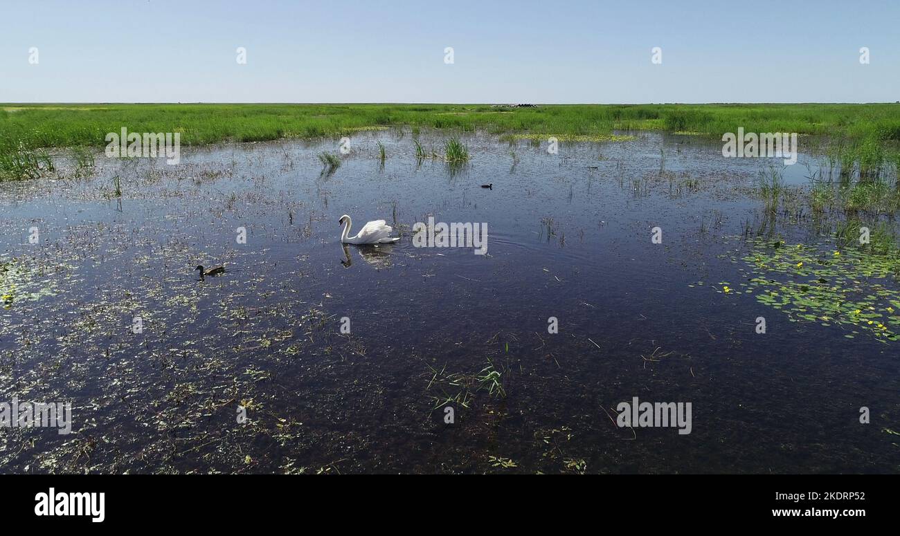 Inner Mongolia dalad: ulam 4, every bird of the wetland park Stock ...