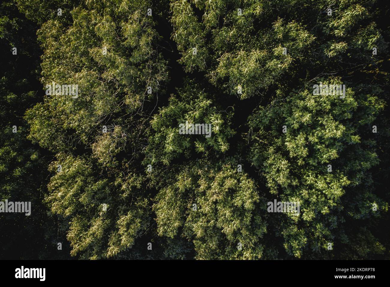 Aerial view Autumn forest Drone flyover Brown trees Stock Photo - Alamy