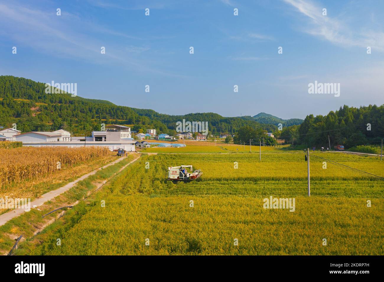 Mechanized rice hi-res stock photography and images - Alamy