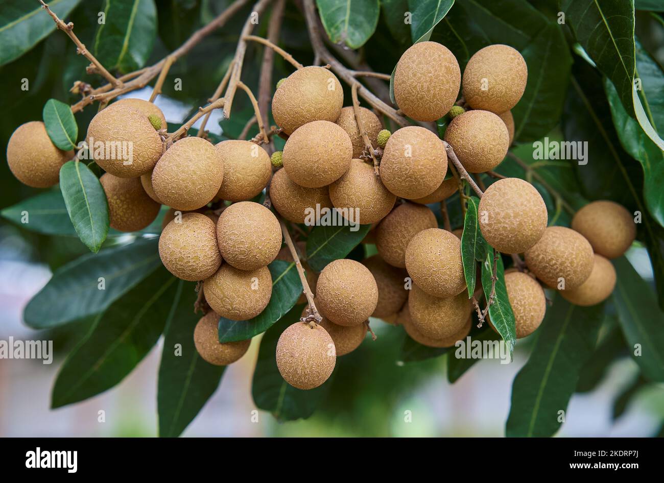 Full of longan fruit hi-res stock photography and images - Alamy