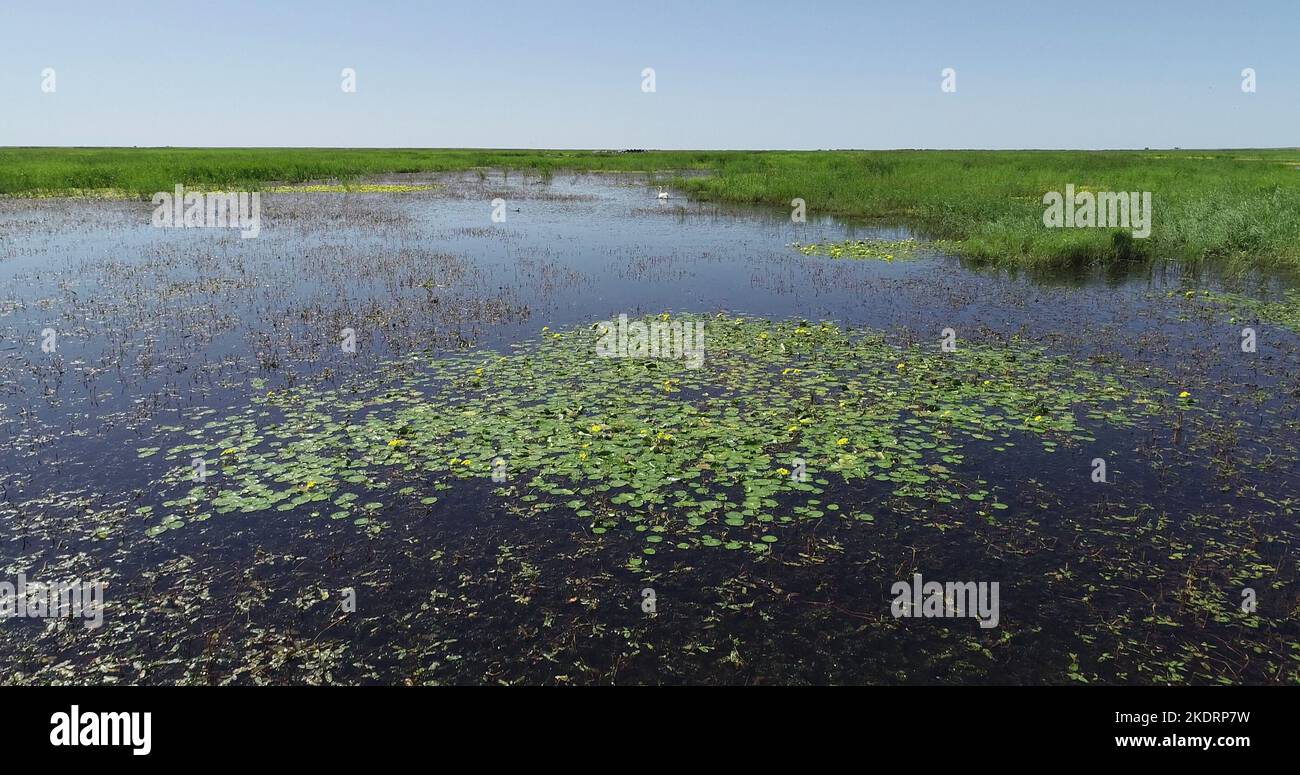Inner Mongolia dalad: ulam 4, every bird of the wetland park Stock ...