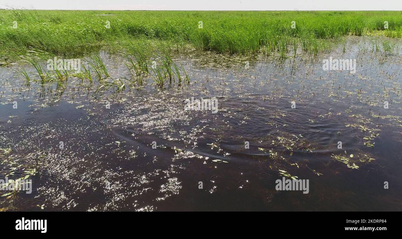 Inner Mongolia dalad: ulam 4, every bird of the wetland park Stock ...
