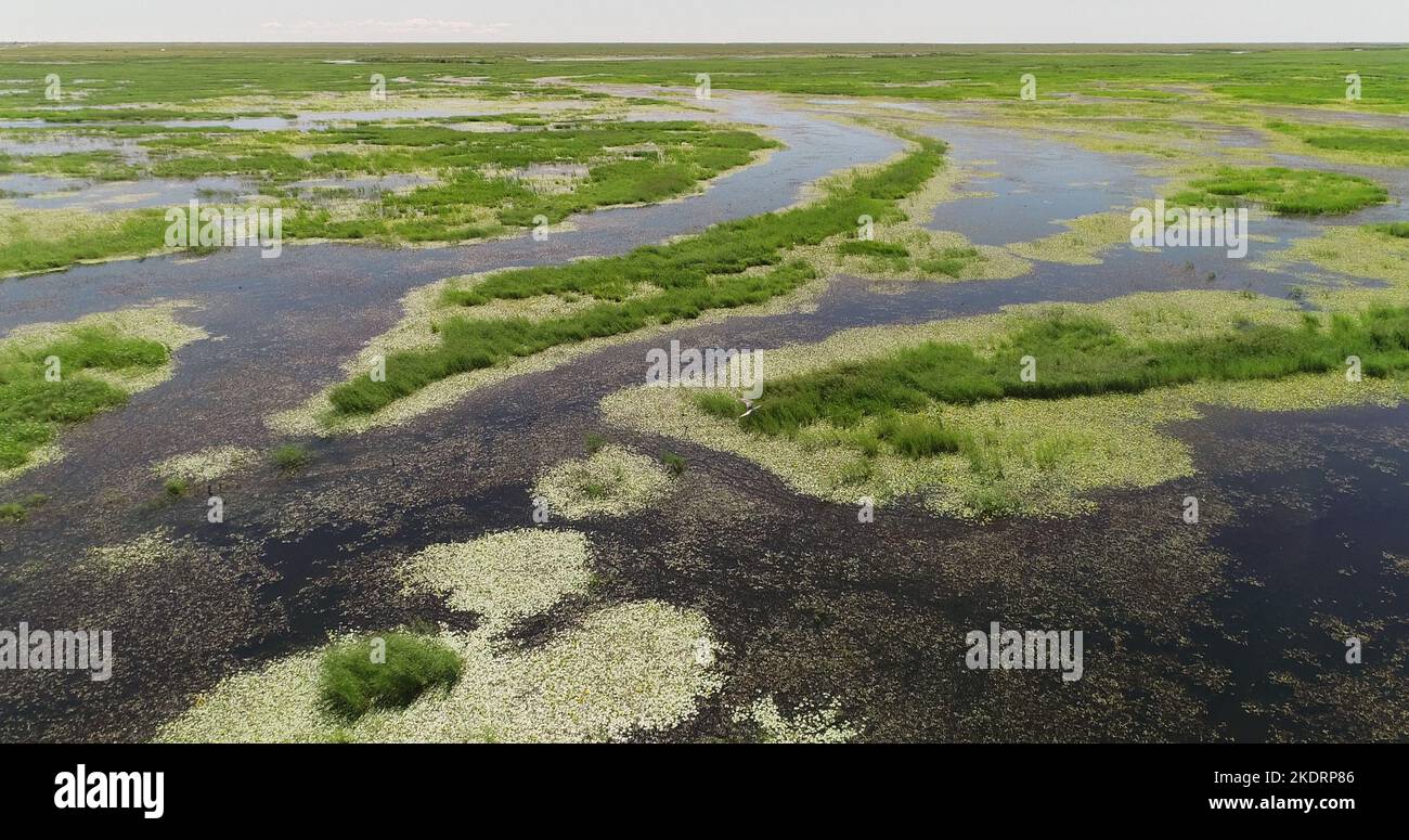 Inner Mongolia dalad: ulam 4, every bird of the wetland park Stock ...