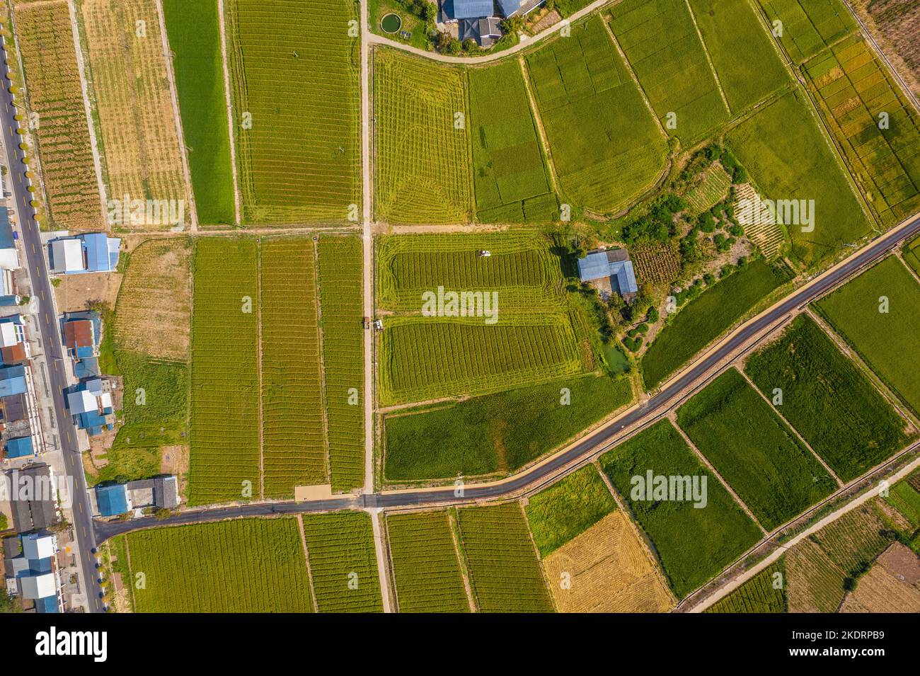 Mechanized rice hi-res stock photography and images - Alamy
