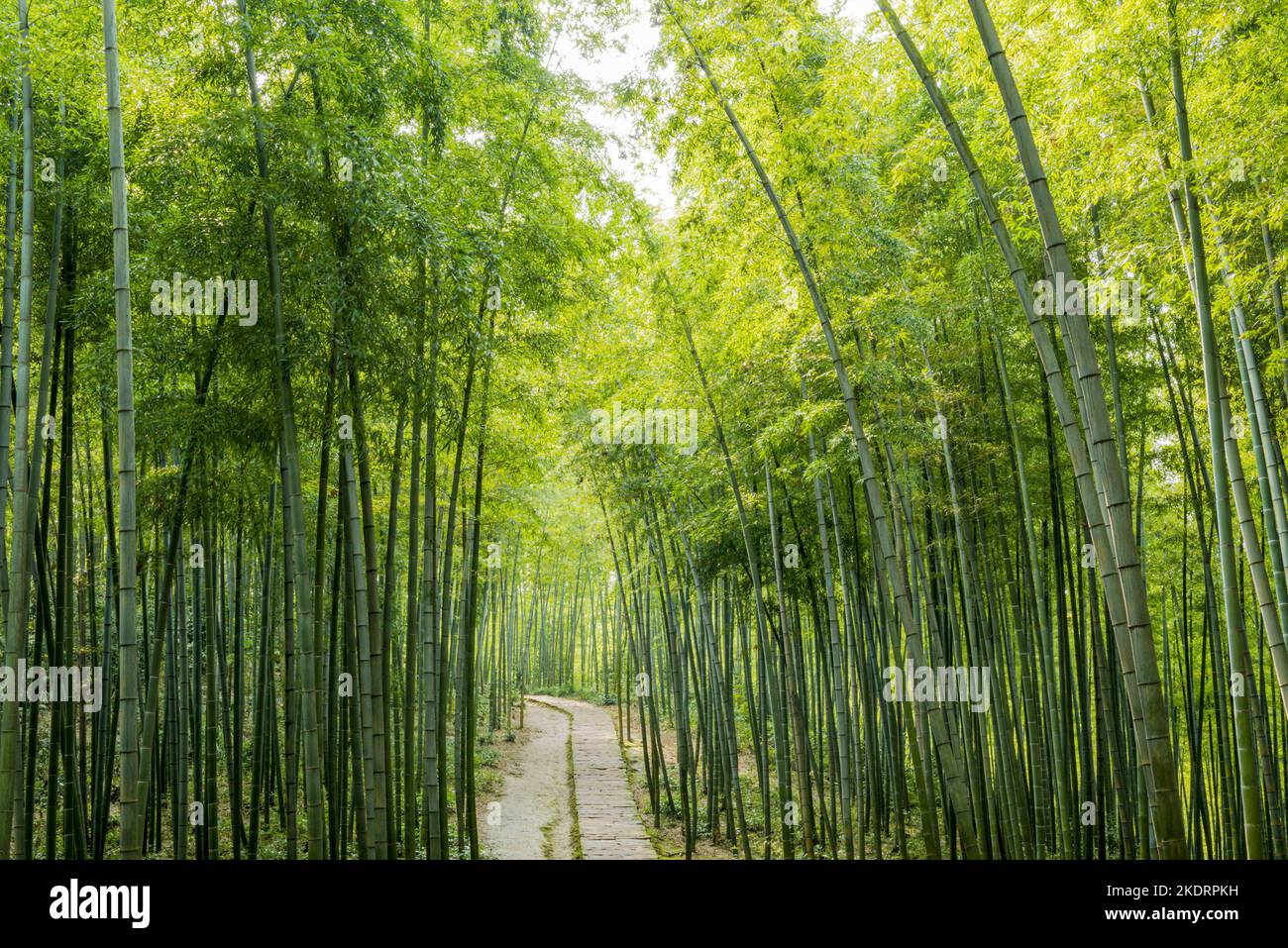 Chinese Scenery Bamboo Forest Japan