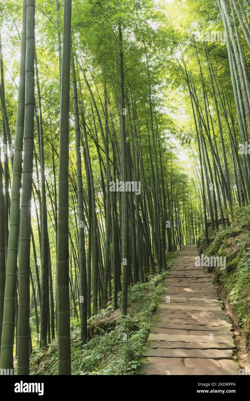 Chinese Scenery Bamboo Forest Japan