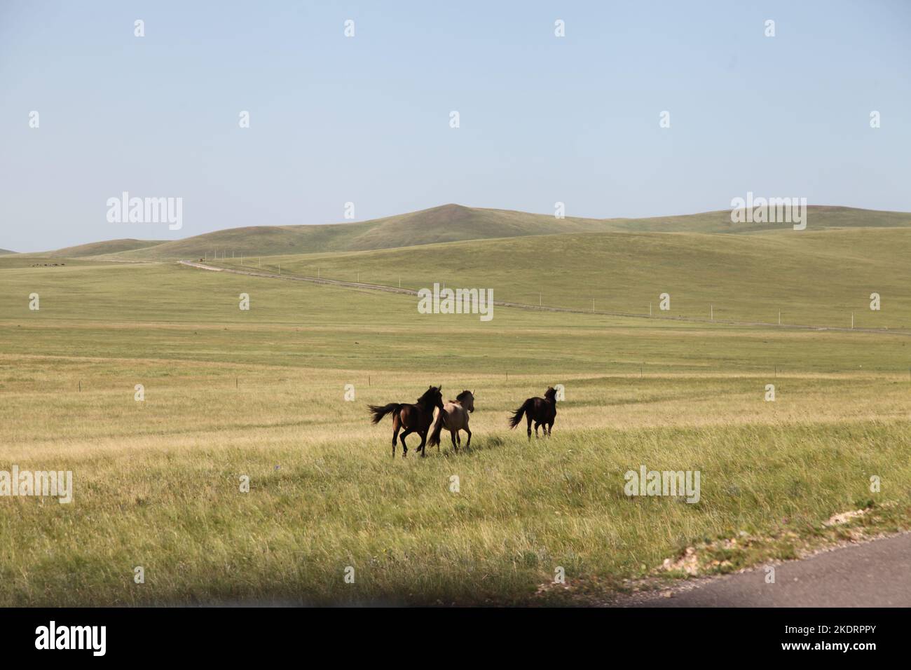 Inner Mongolia's xilingol: handsome elegant Mongolian horse Stock Photo ...