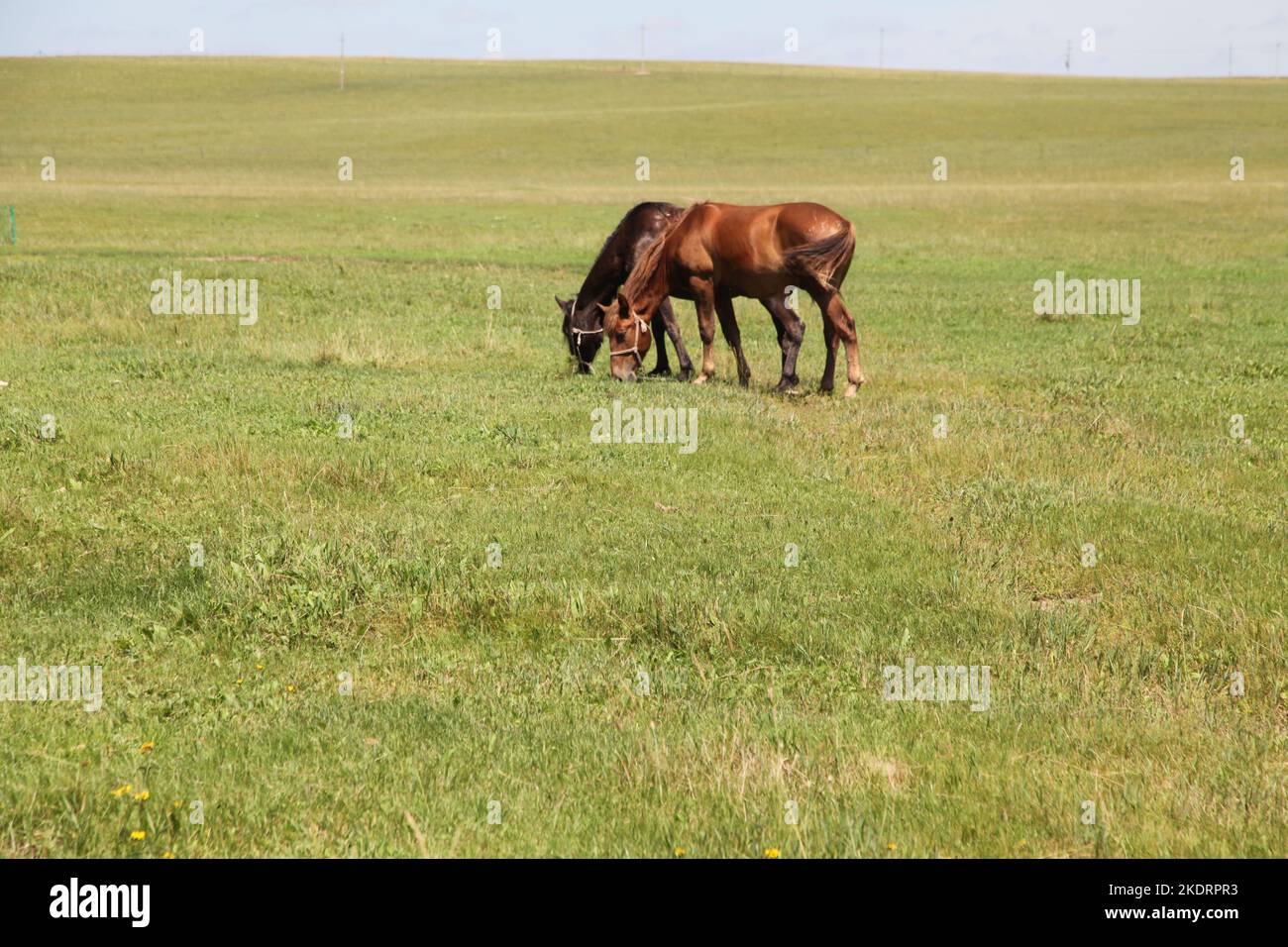 Inner Mongolia's xilingol: handsome elegant Mongolian horse Stock Photo ...