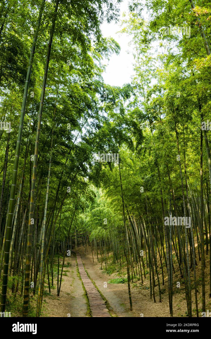 Chinese Scenery Bamboo Forest Japan