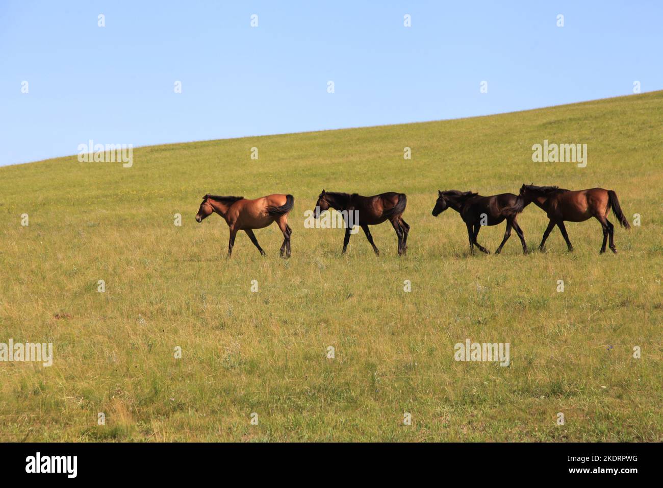 Inner Mongolia's xilingol: handsome elegant Mongolian horse Stock Photo ...