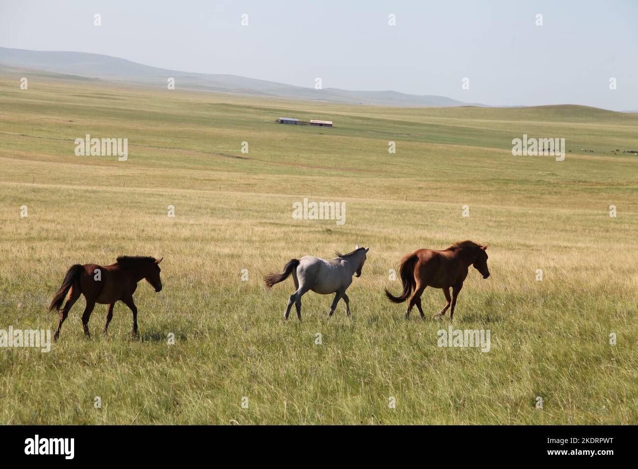 Inner Mongolia's xilingol: handsome elegant Mongolian horse Stock Photo ...