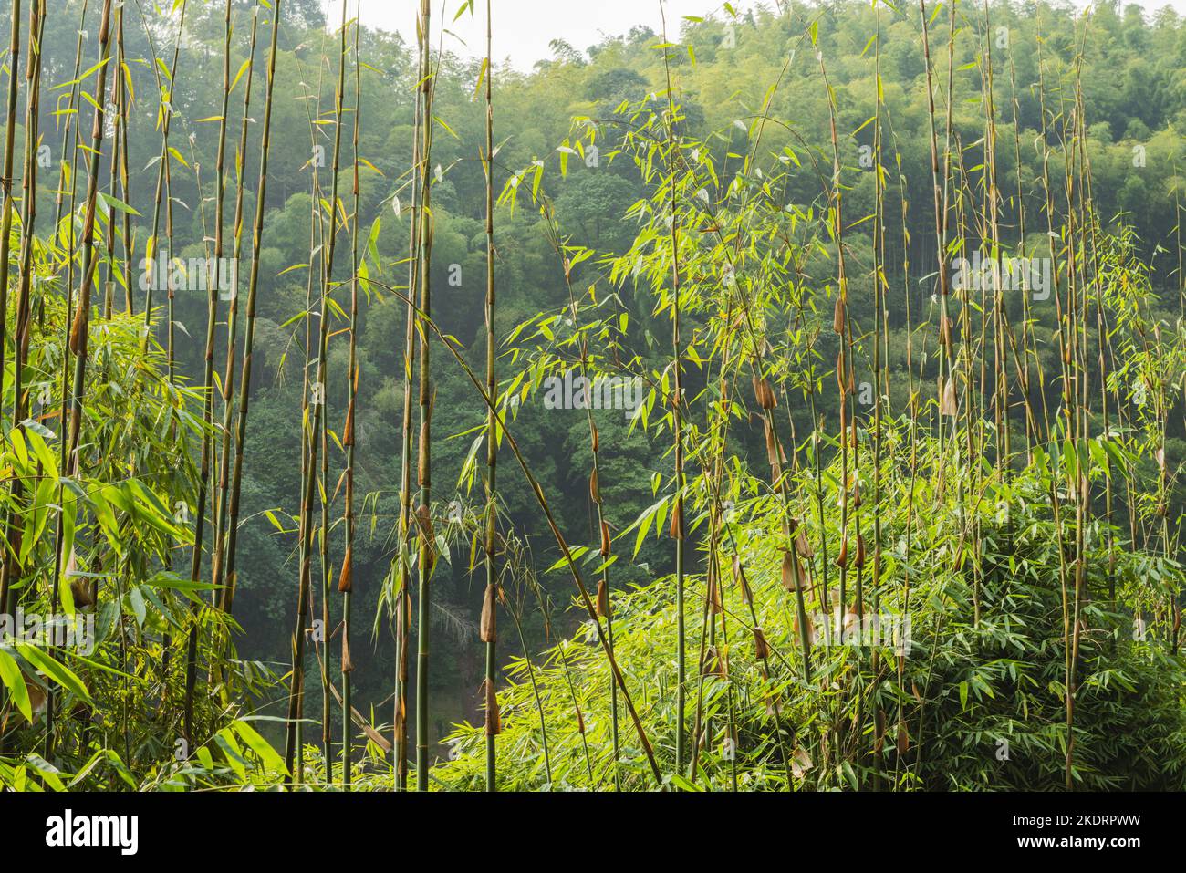 Yibin city hi-res stock photography and images - Alamy