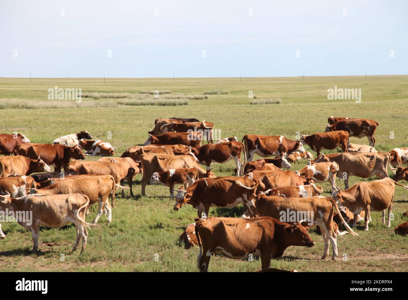 Handsome sheep hi-res stock photography and images - Alamy