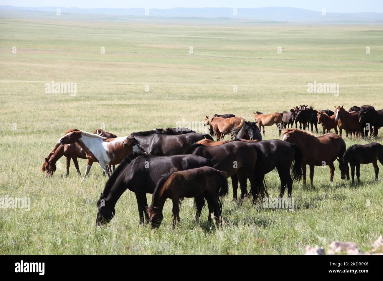 Inner Mongolia's xilingol: handsome elegant Mongolian horse Stock Photo ...