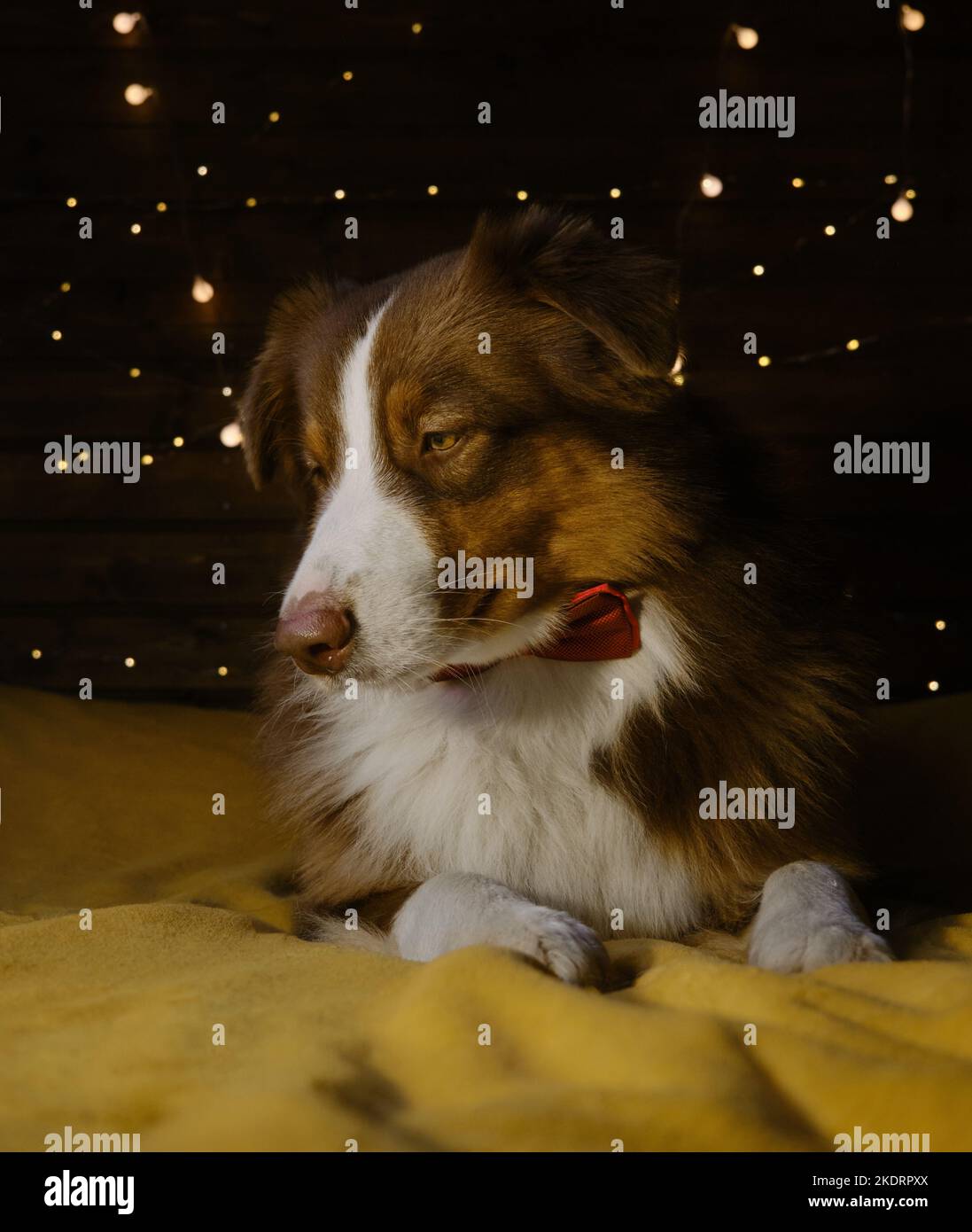 Concept of pets as people. Charming brown Australian Shepherd dog wears ...