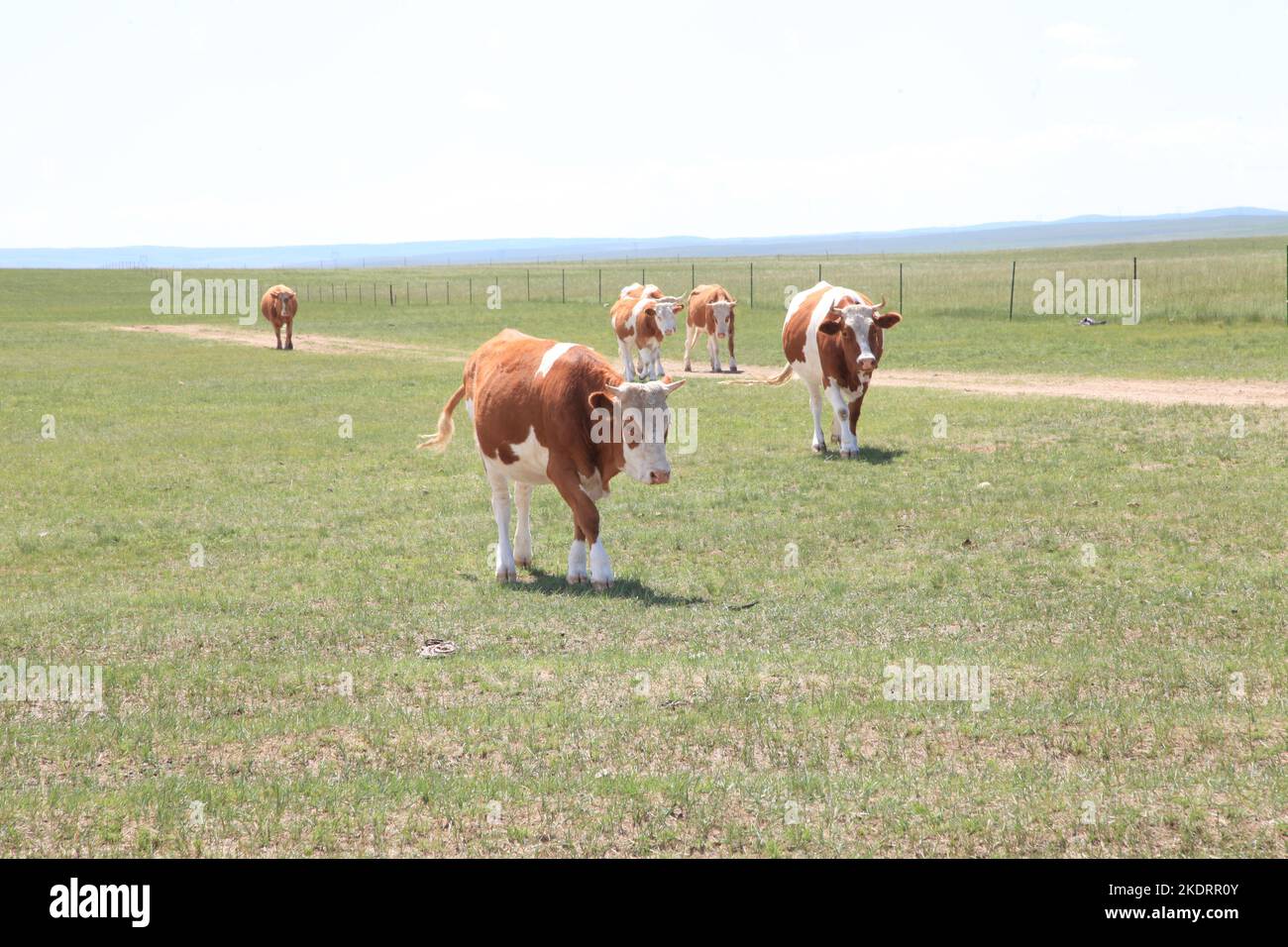Inner Mongolia's xilingol grassland clean good state of cattle Stock ...