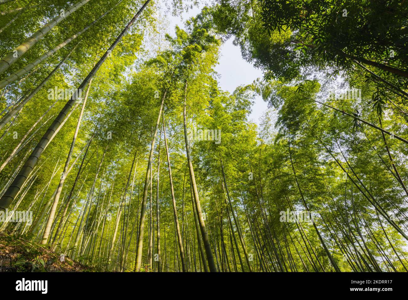 Yibin city in sichuan bamboo sea scenery Stock Photo - Alamy