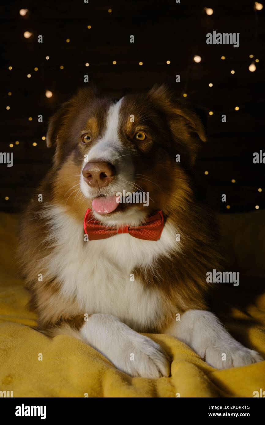 Charming brown Australian Shepherd dog in red bow tie lying on bed and ...