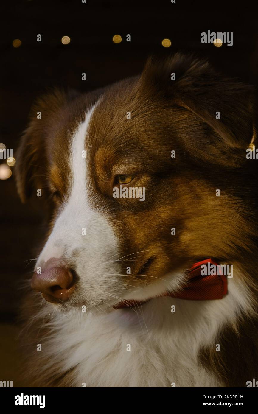 Concept of pets as people. Charming brown Australian Shepherd dog wears ...