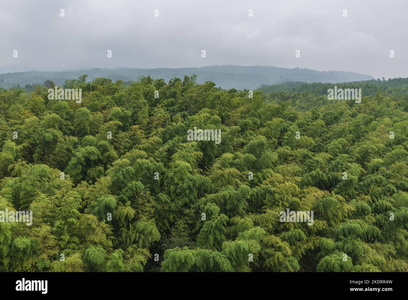 Yibin city in sichuan bamboo sea scenery Stock Photo - Alamy