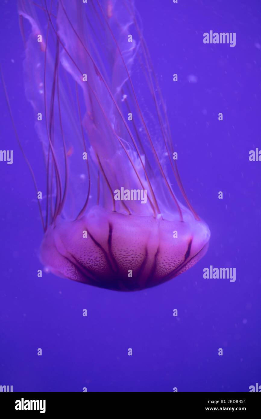 The Japanese sea nettle (Chrysaora pacifica) jellyfish swimming in the ...