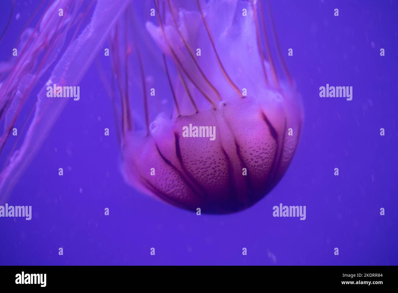 The Japanese sea nettle (Chrysaora pacifica) jellyfish swimming in the ...