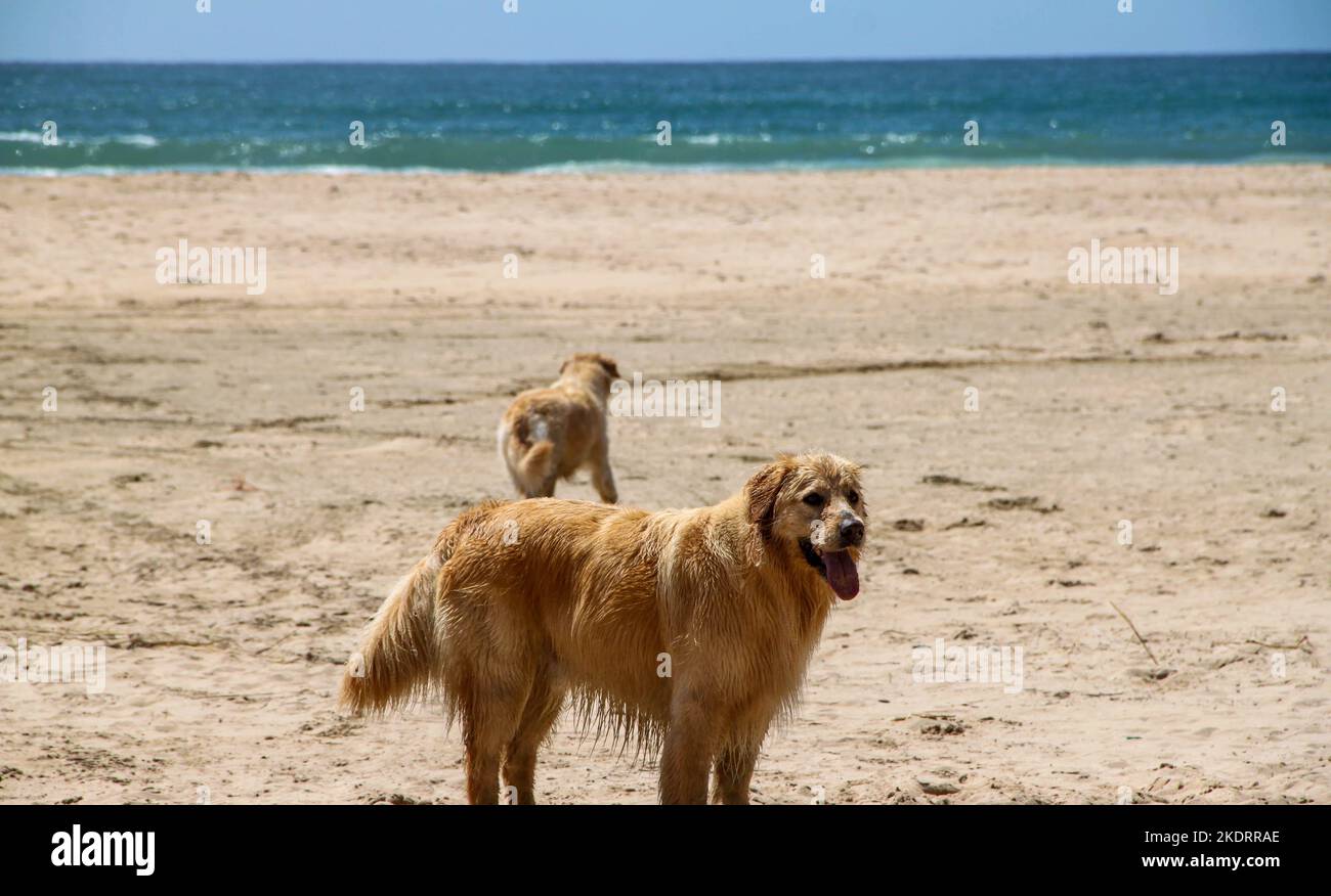 action photoshoot with dogs at the beach Stock Photo - Alamy