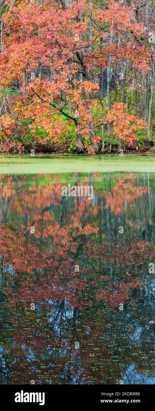 Green pond cover hi-res stock photography and images - Alamy