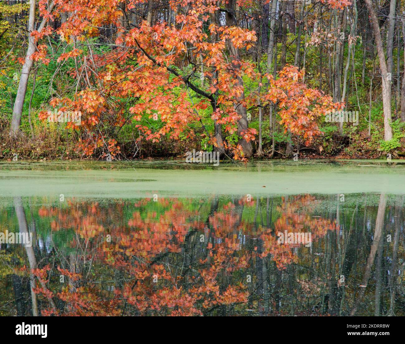 An autumn colored Maple is framed by two leaning trees on the shore of ...