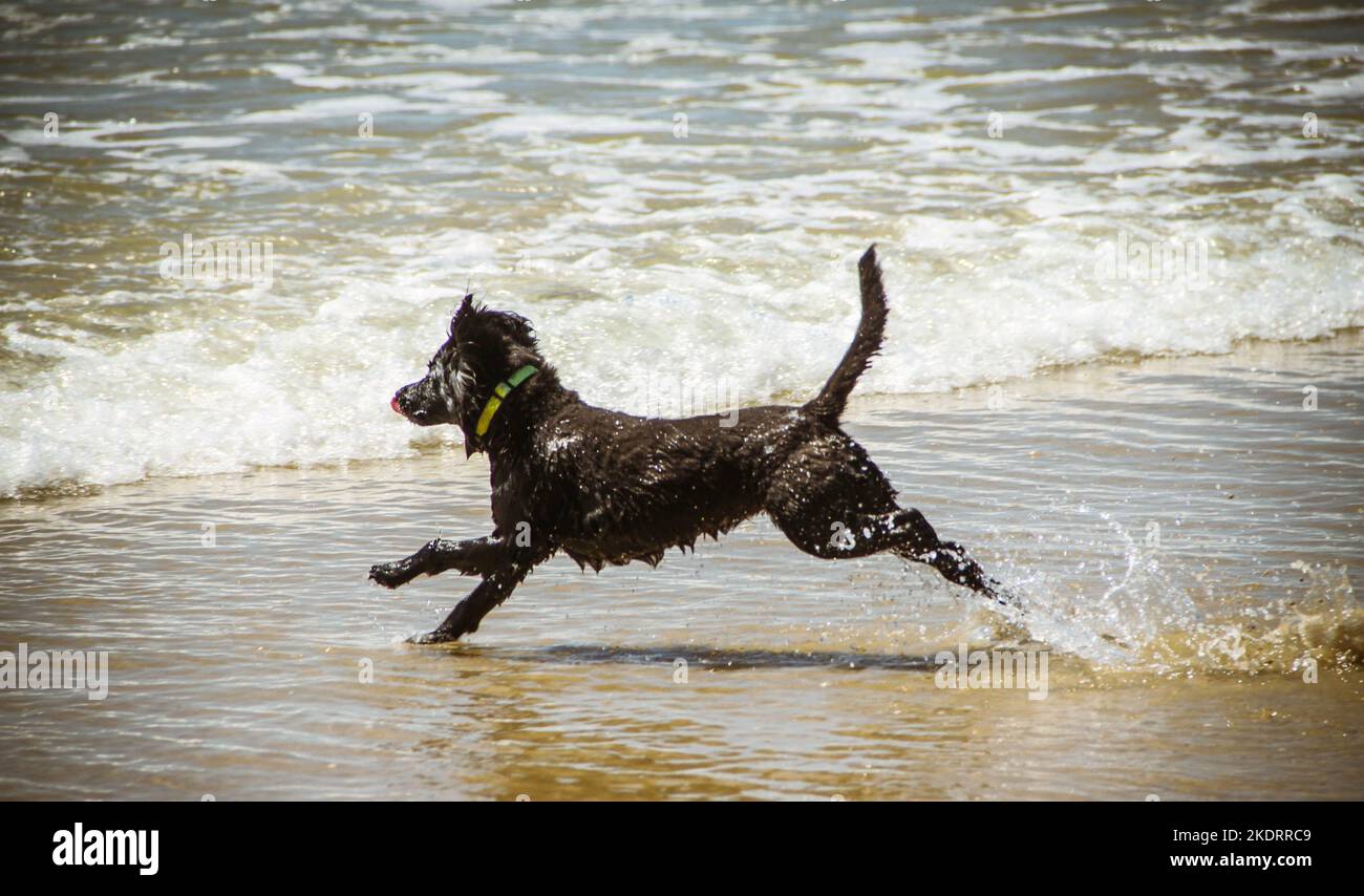 action photoshoot with dogs at the beach Stock Photo - Alamy