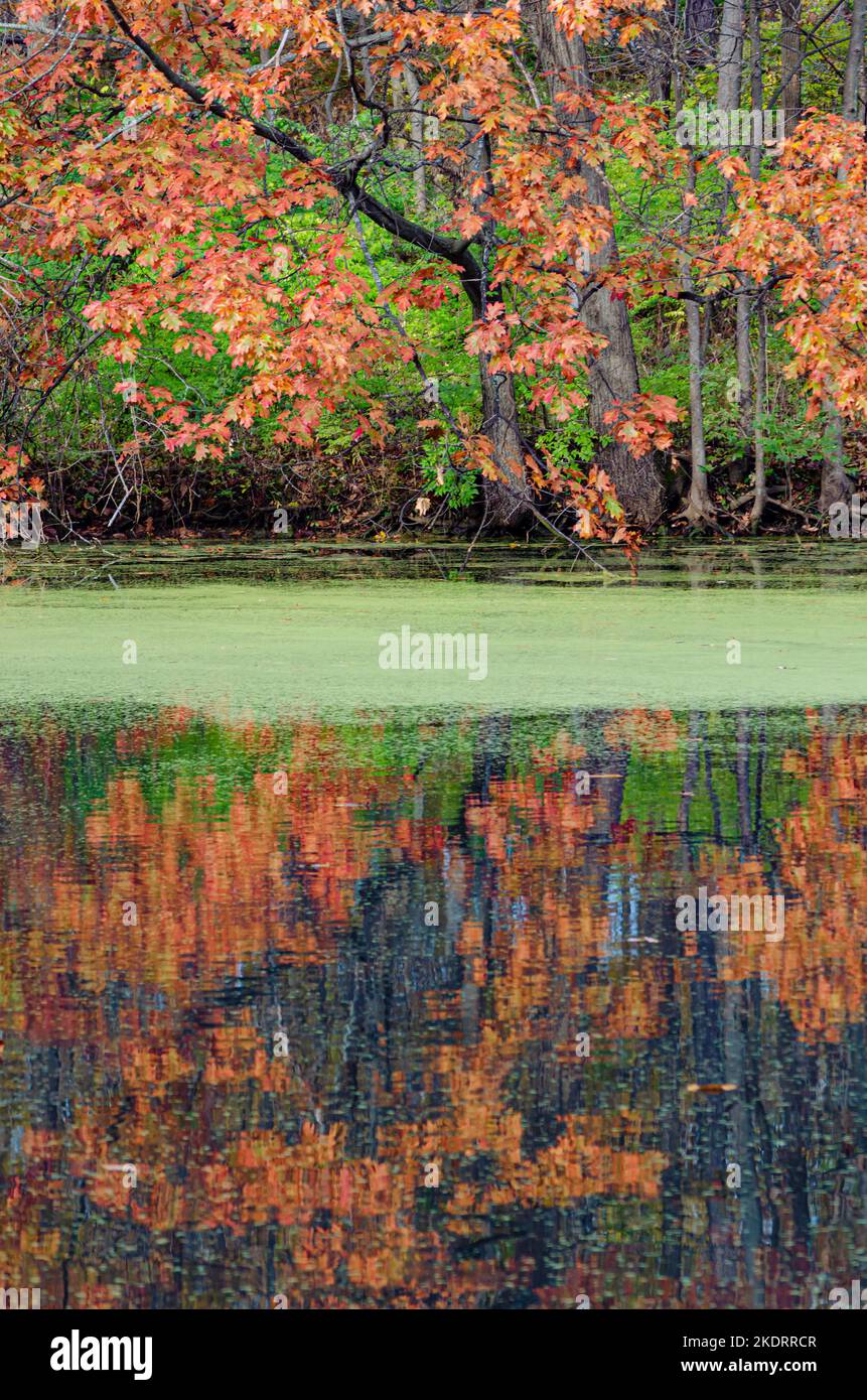 Green valley forest preserve hi-res stock photography and images - Alamy
