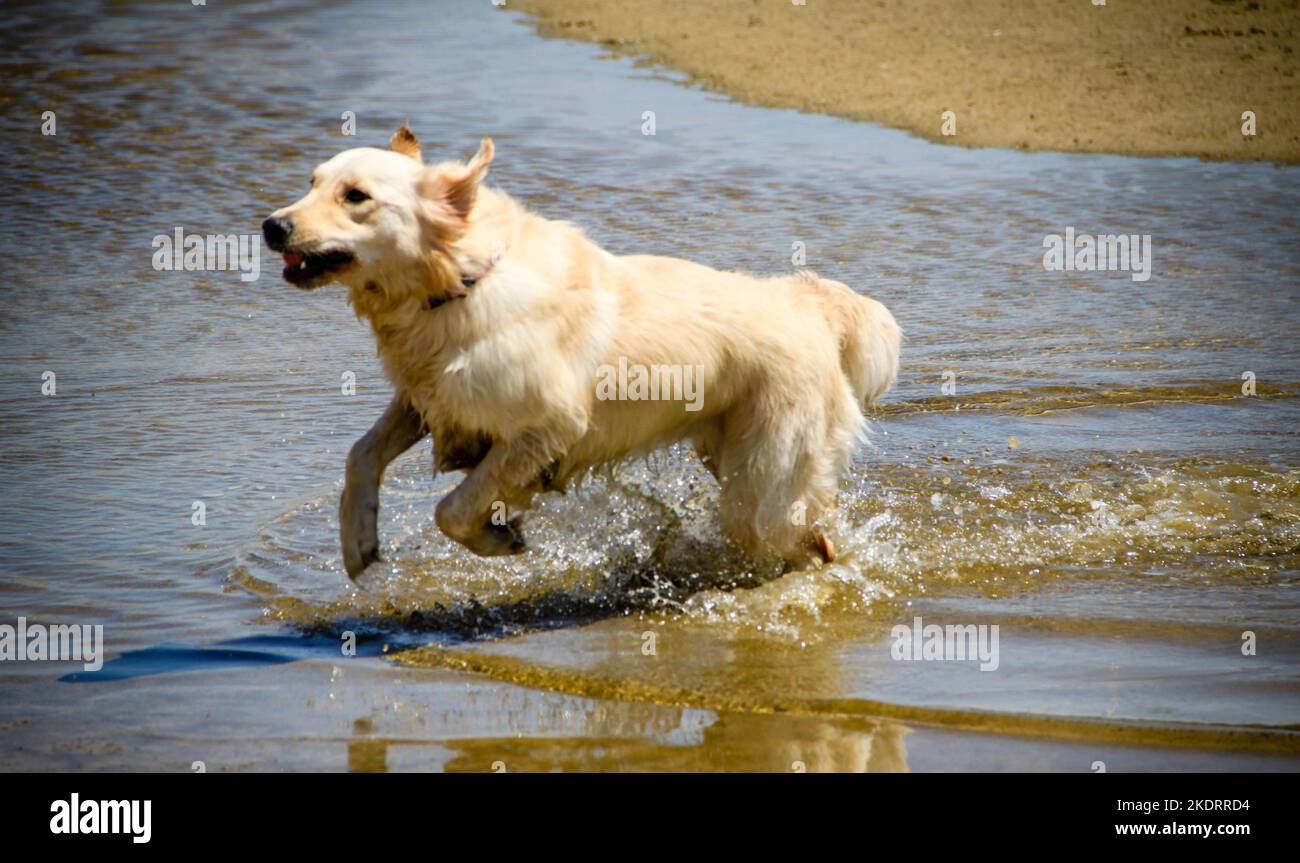 action photoshoot with dogs at the beach Stock Photo - Alamy
